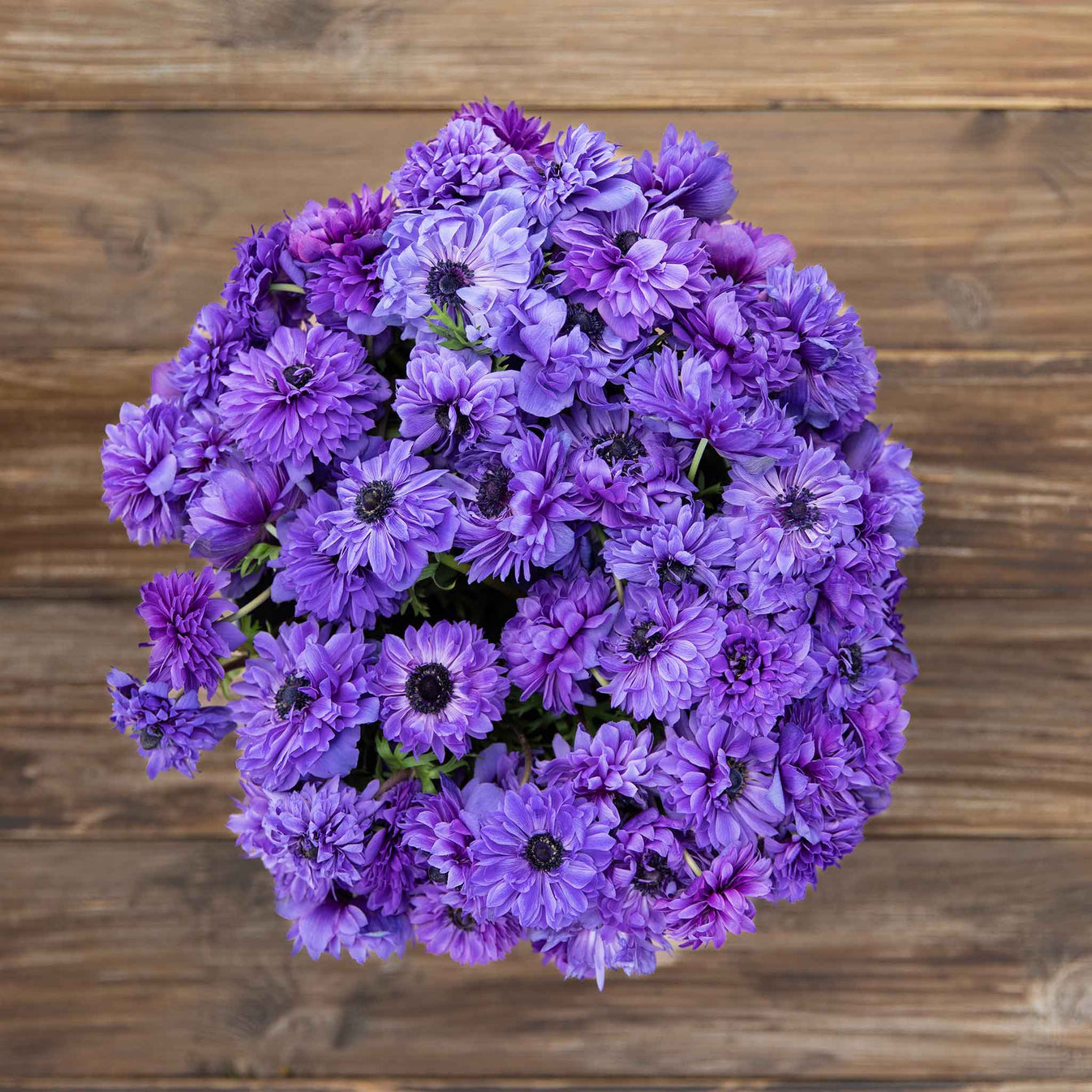 Anemone Bulbs - Fullstar Blue | Flower Bulbs | Eden Brothers