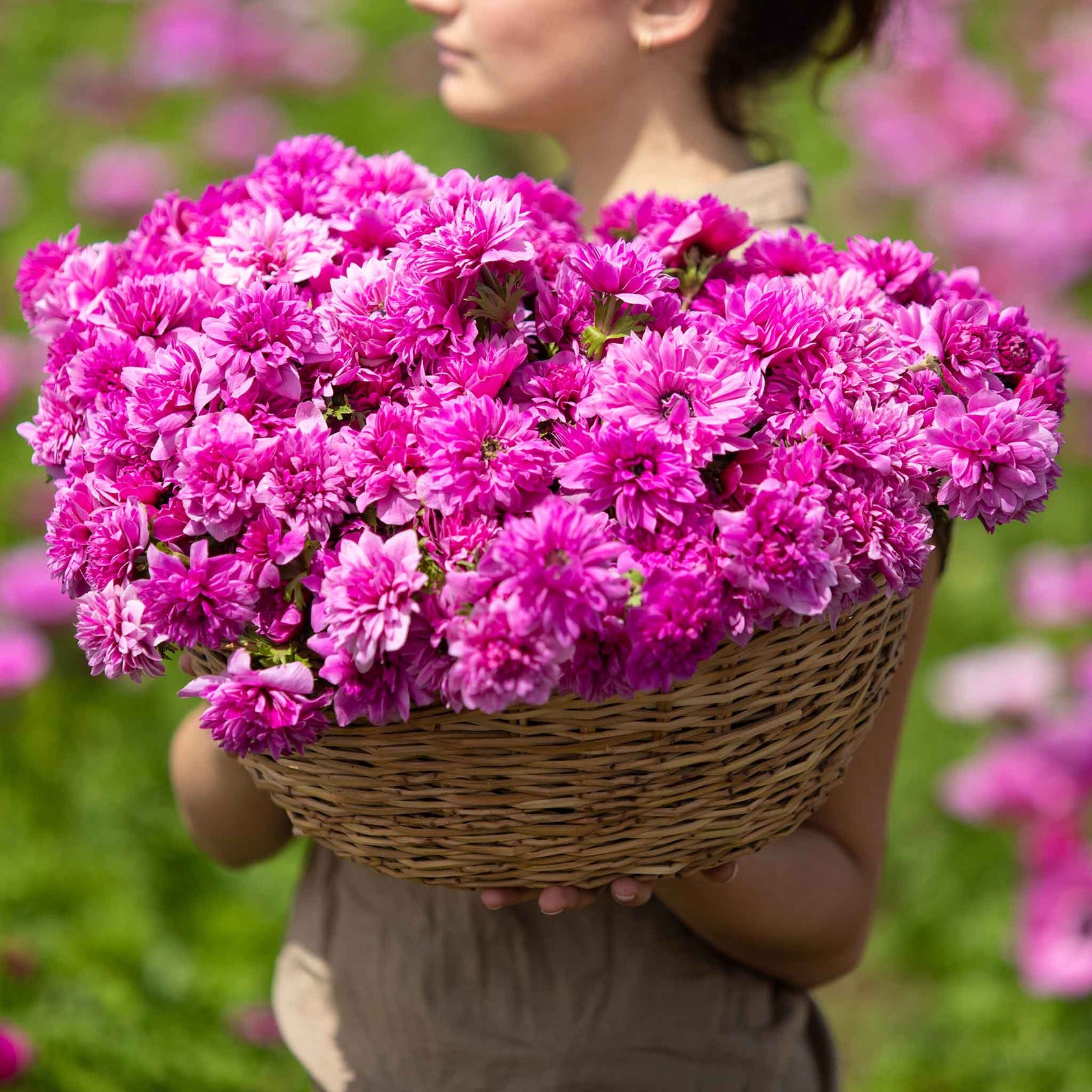 Anemone Bulbs - Fullstar Pink | Flower Bulbs | Eden Brothers