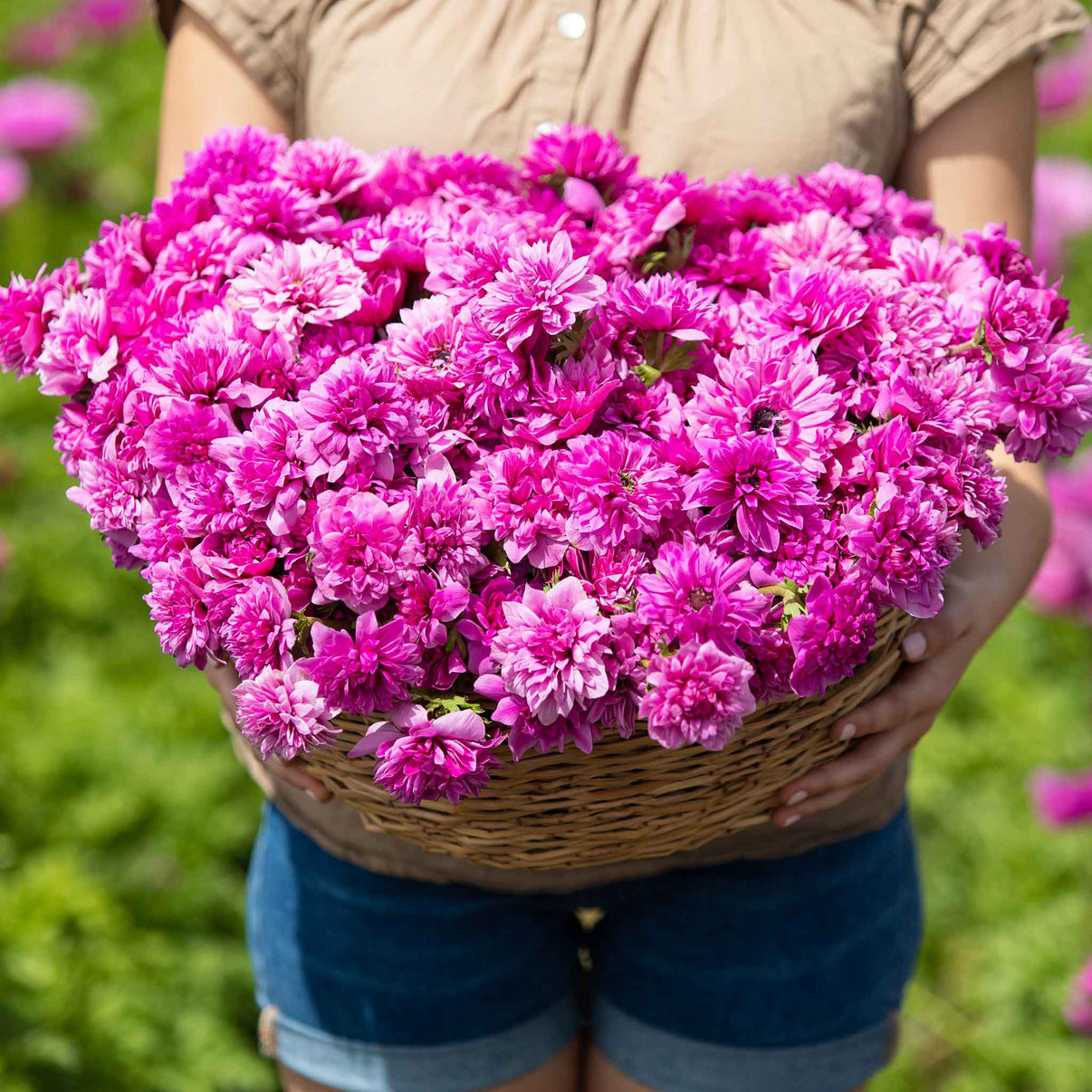 Anemone Bulbs - Fullstar Pink | Flower Bulbs | Eden Brothers