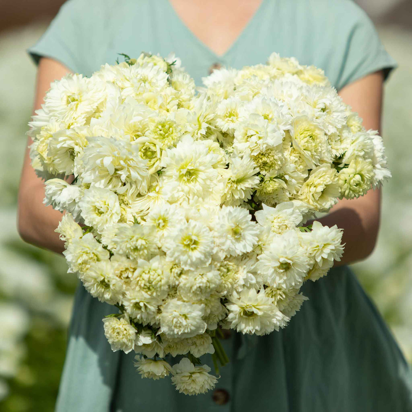 Anemone Bulbs - Fullstar White | Flower Bulbs | Eden Brothers