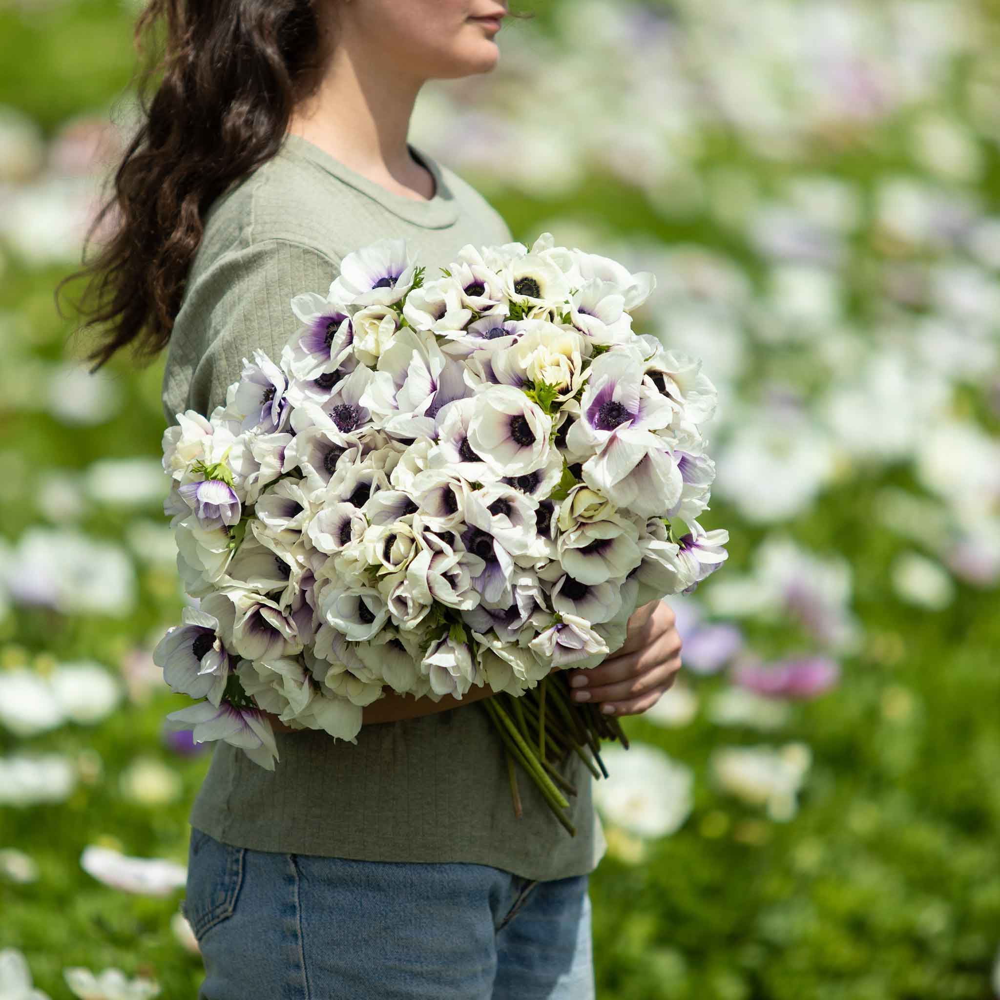 Anemone Bulbs - Pastel Blue | Flower Bulbs | Eden Brothers