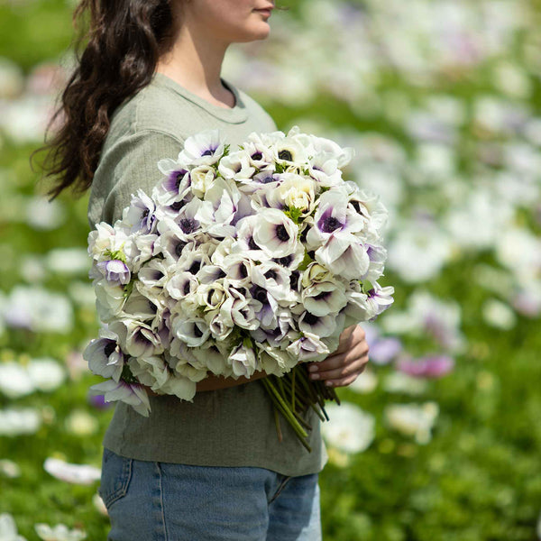 Anemone Bulbs - Pastel Blue | Flower Bulbs | Eden Brothers
