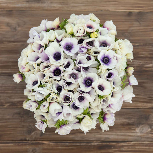 Anemone Bulbs - Pastel Blue | Flower Bulbs | Eden Brothers