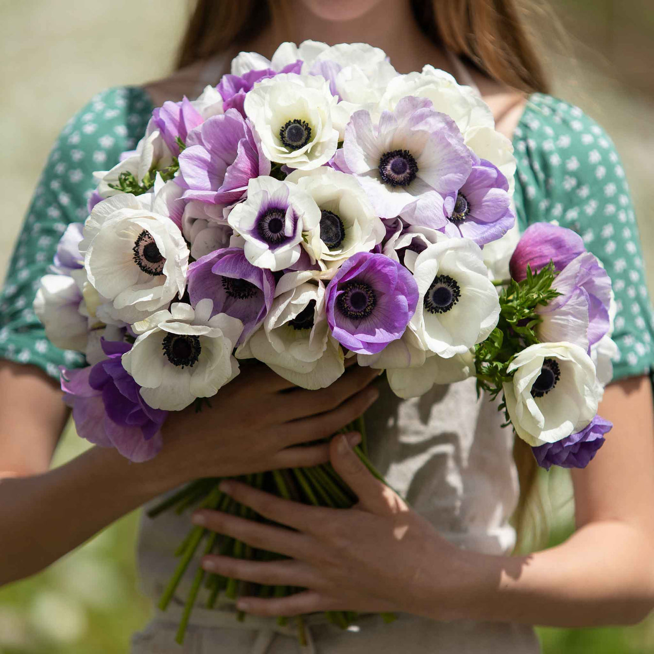 Anemone Bulbs - Pastel Violet | Flower Bulbs | Eden Brothers