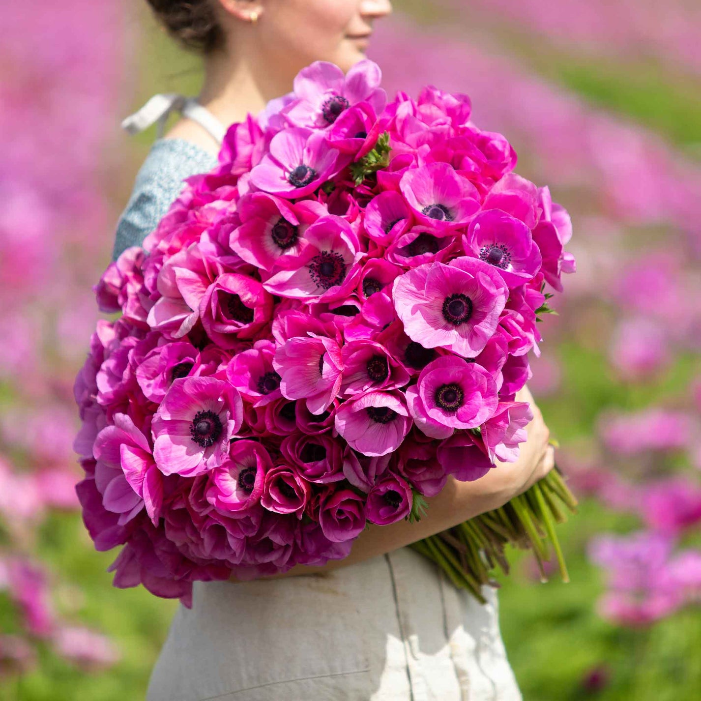 Anemone Bulbs - Pink | Flower Bulbs | Eden Brothers