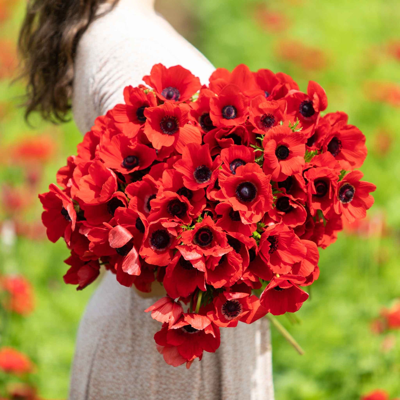 Anemone Bulbs - Red | Flower Bulbs | Eden Brothers