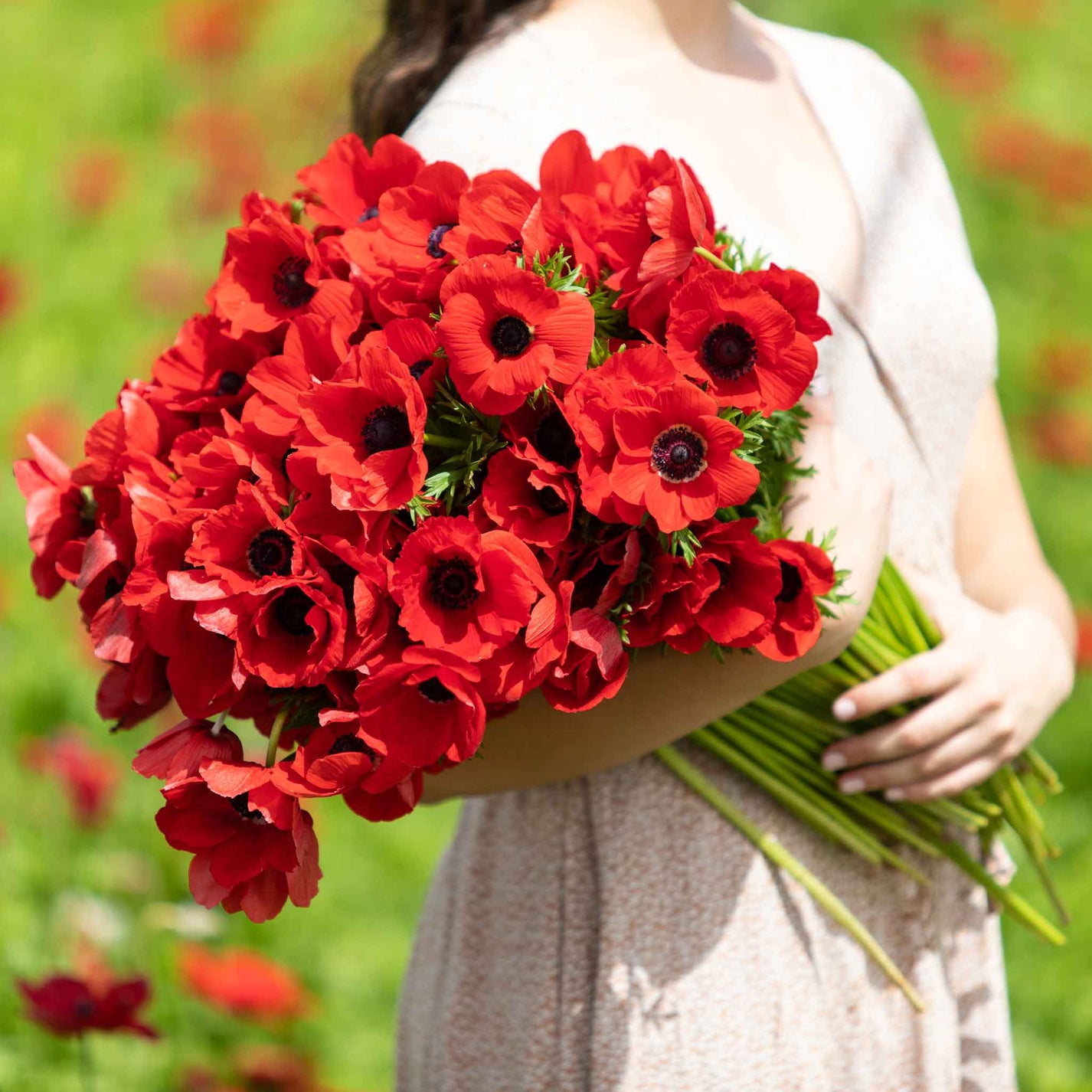 Anemone Bulbs - Red | Flower Bulbs | Eden Brothers