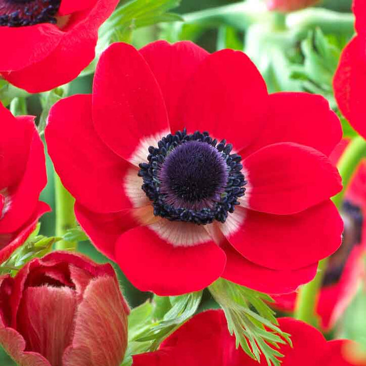 Anemone Bulbs - Red | Flower Bulbs | Eden Brothers