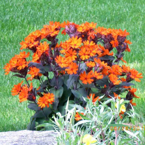 Arkwright's Campion Seeds - Vesuvius | Flower Seeds | Eden Brothers