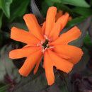 Arkwright's Campion Seeds - Vesuvius | Flower Seeds | Eden Brothers