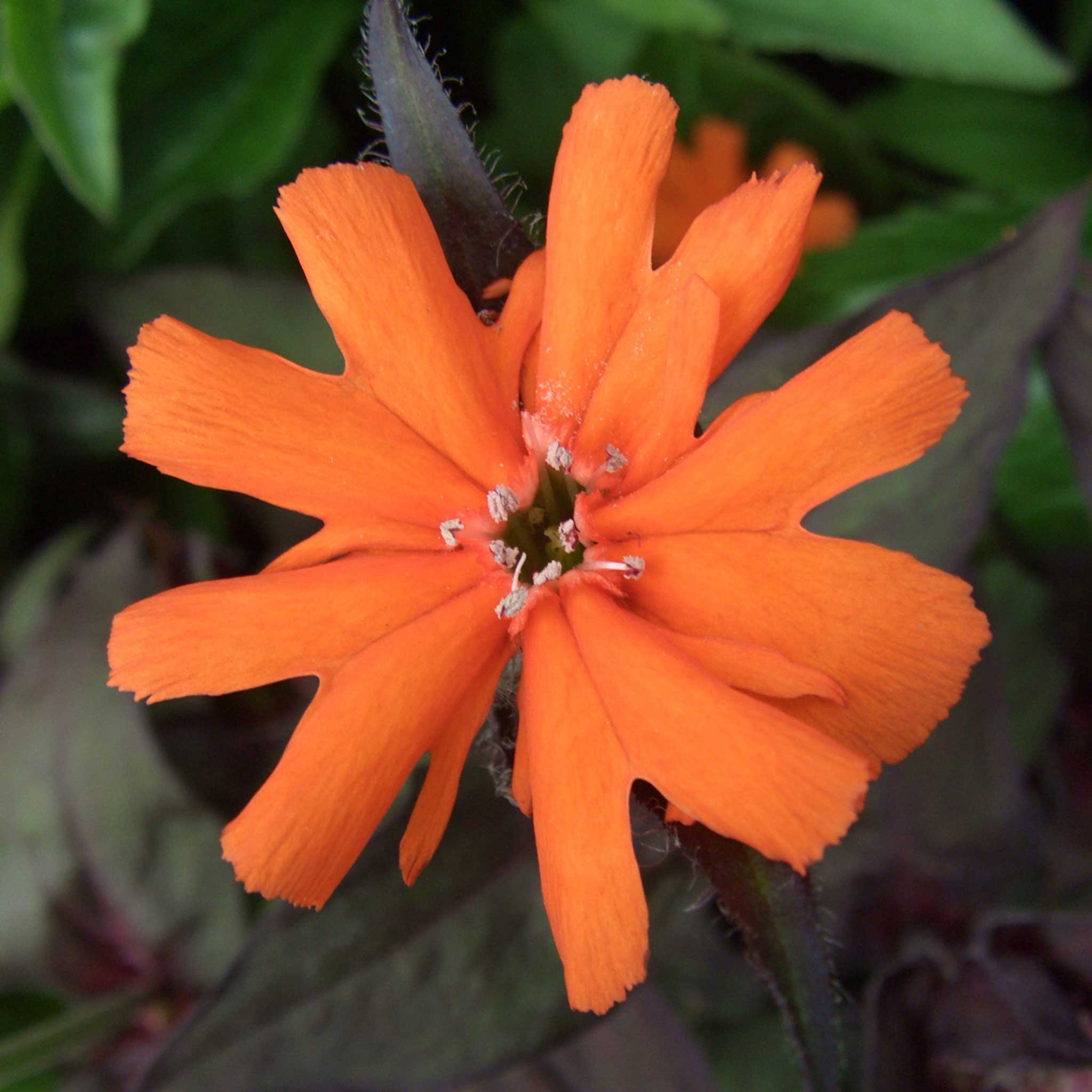 Arkwright's Campion Seeds - Vesuvius | Flower Seeds | Eden Brothers