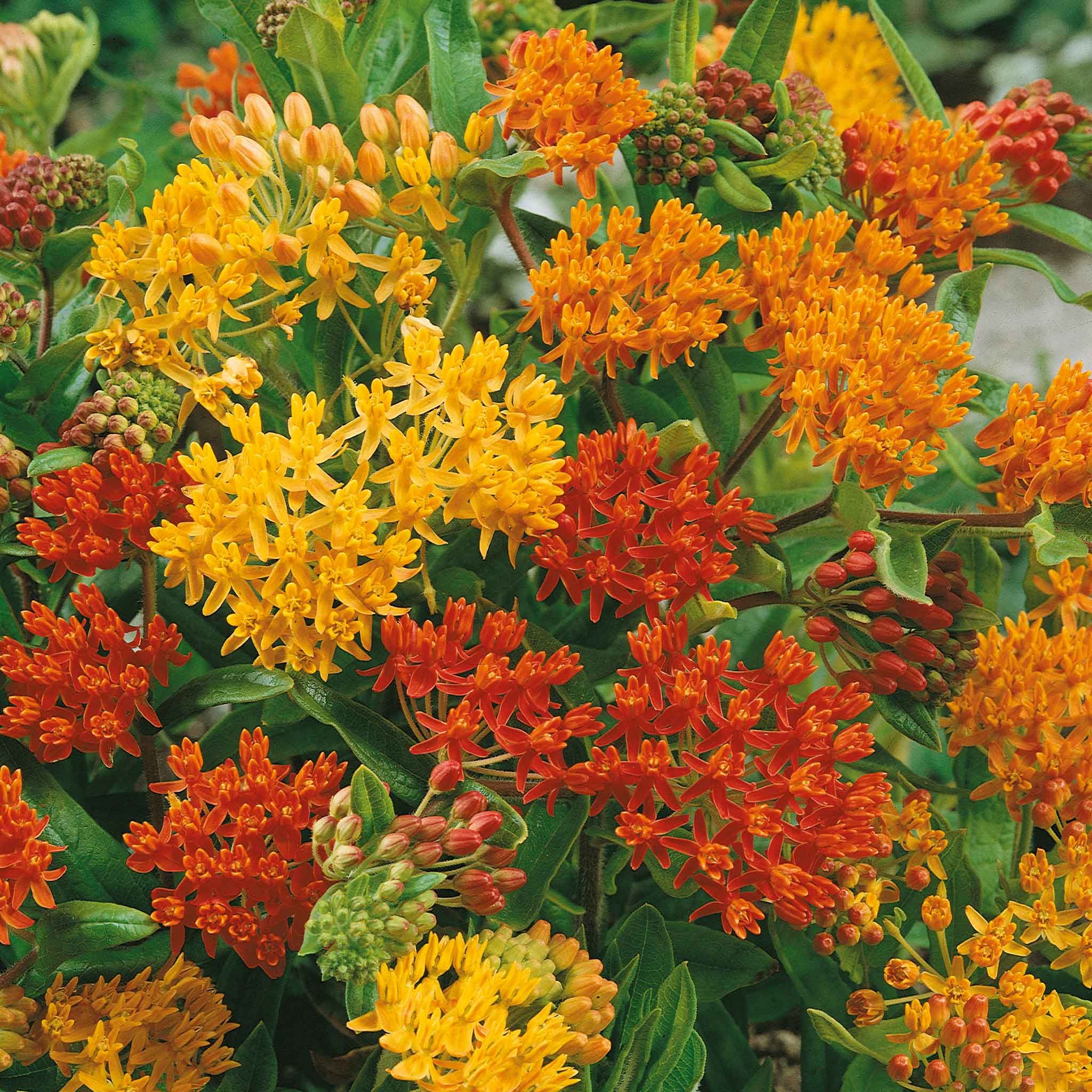 Asclepias Seeds - Mix | Flower Seeds in Packets & Bulk | Eden Brothers
