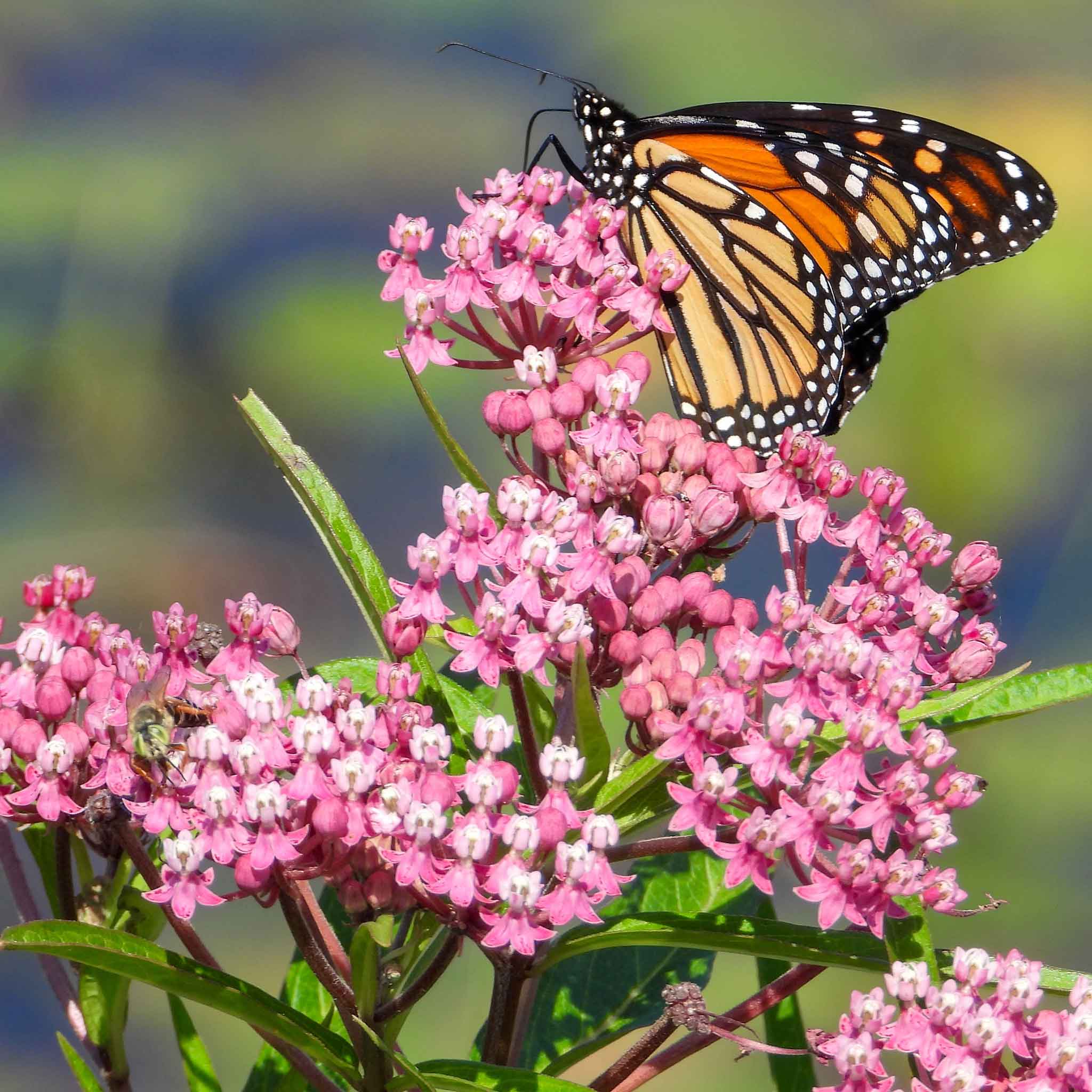 Swamp Milkweed Seeds - Carmine | Flower Seeds in Packets & Bulk | Eden ...