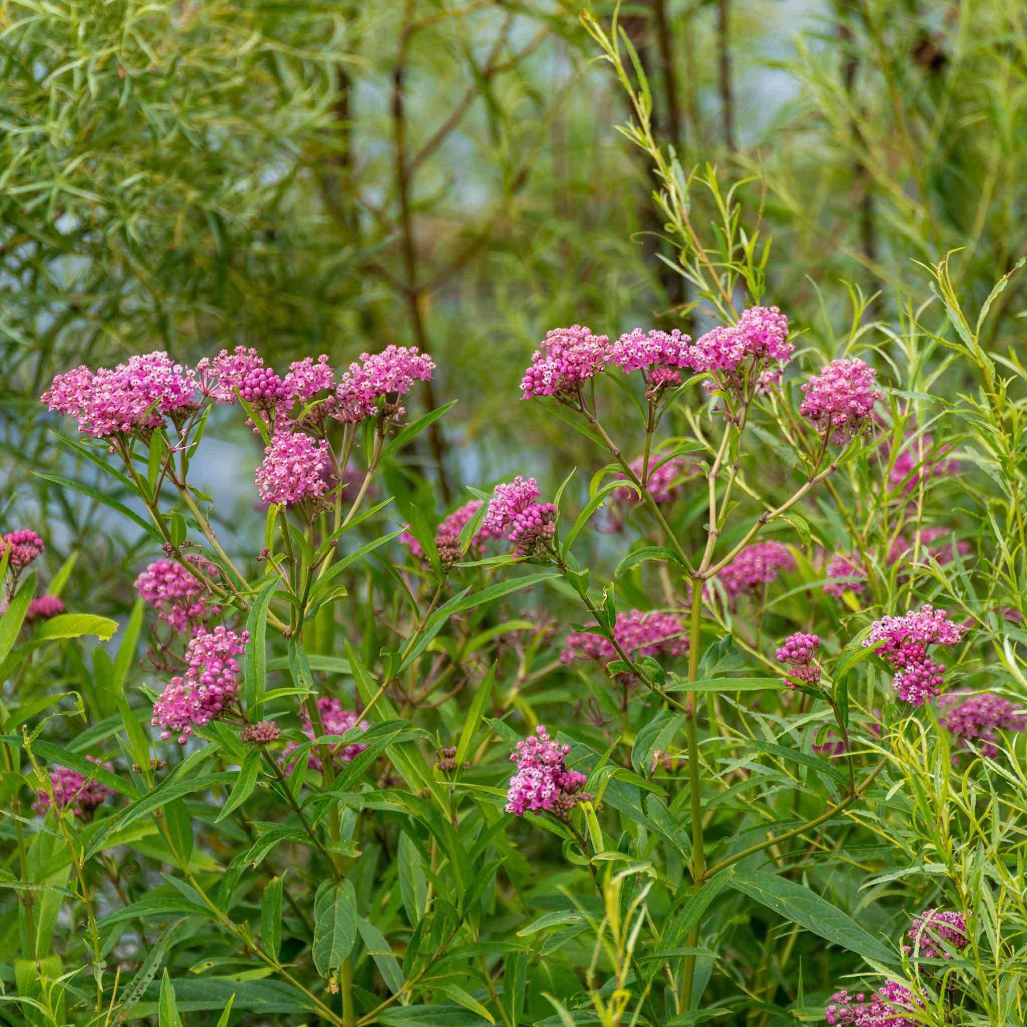 Swamp Milkweed Seeds - Carmine | Flower Seeds in Packets & Bulk | Eden ...