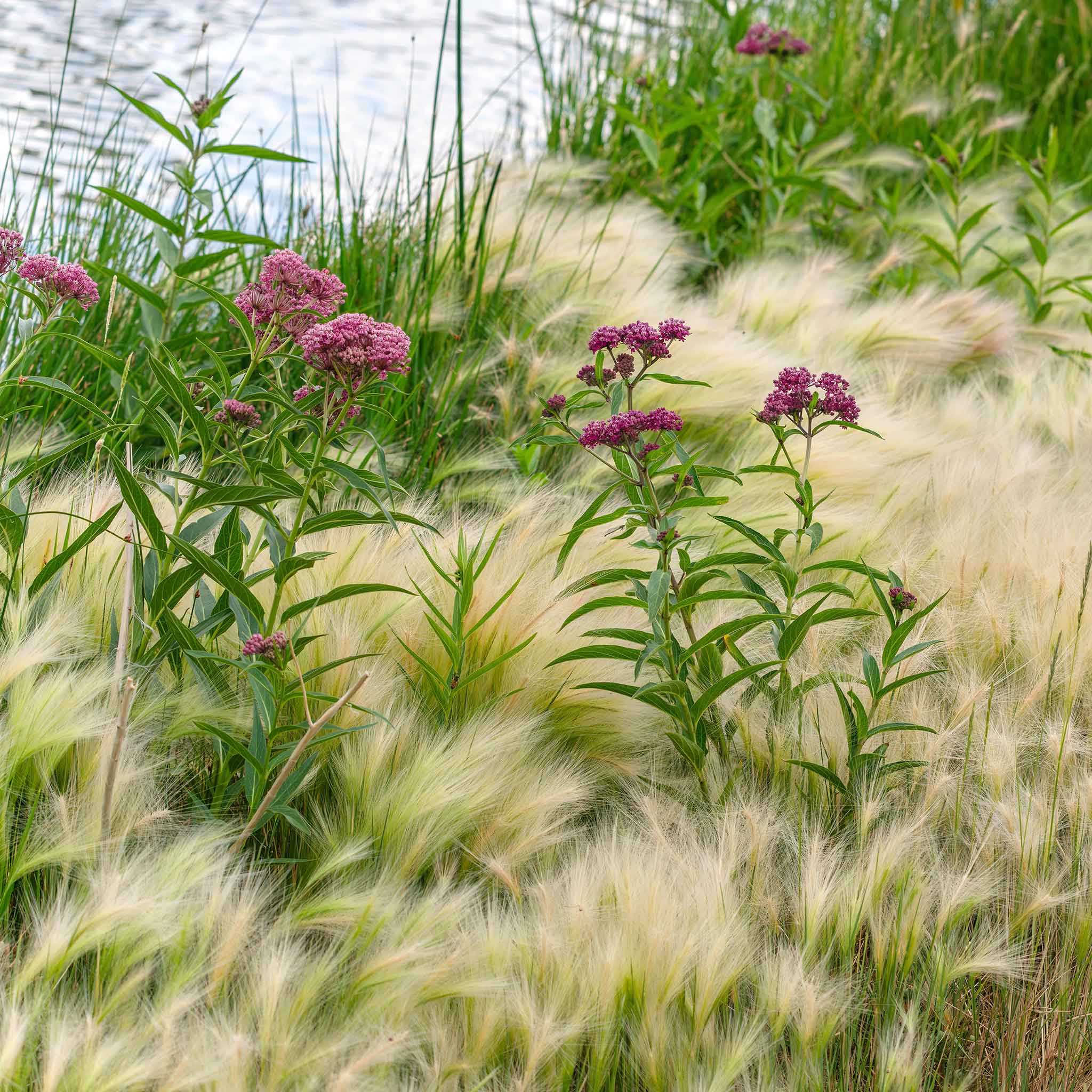 Swamp Milkweed Seeds - Carmine | Flower Seeds in Packets & Bulk | Eden ...