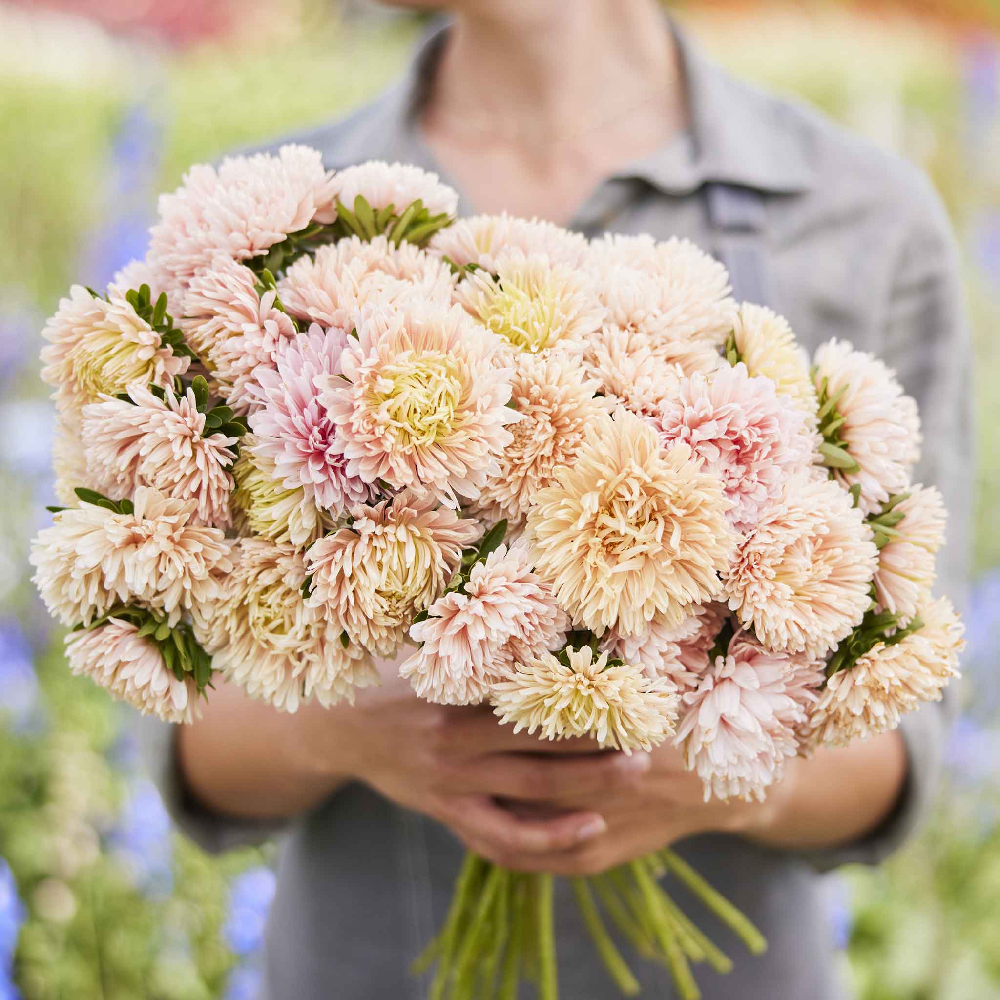 Aster Seeds - Apollinia Chamois | Flower Seeds in Packets & Bulk | Eden ...