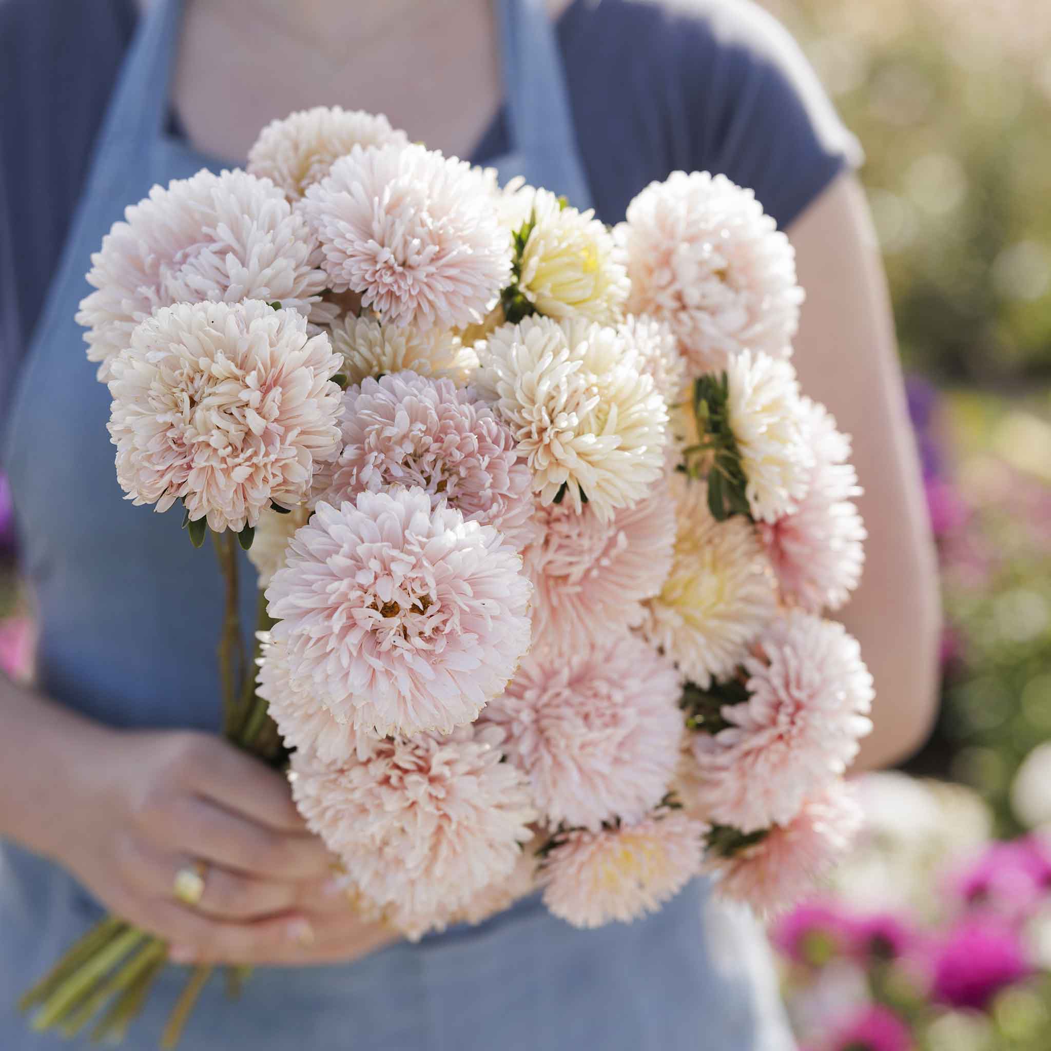 Aster Seeds - Apollinia Chamois | Flower Seeds in Packets & Bulk | Eden ...