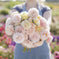 Aster Seeds - Apollinia Chamois | Flower Seeds in Packets & Bulk | Eden ...