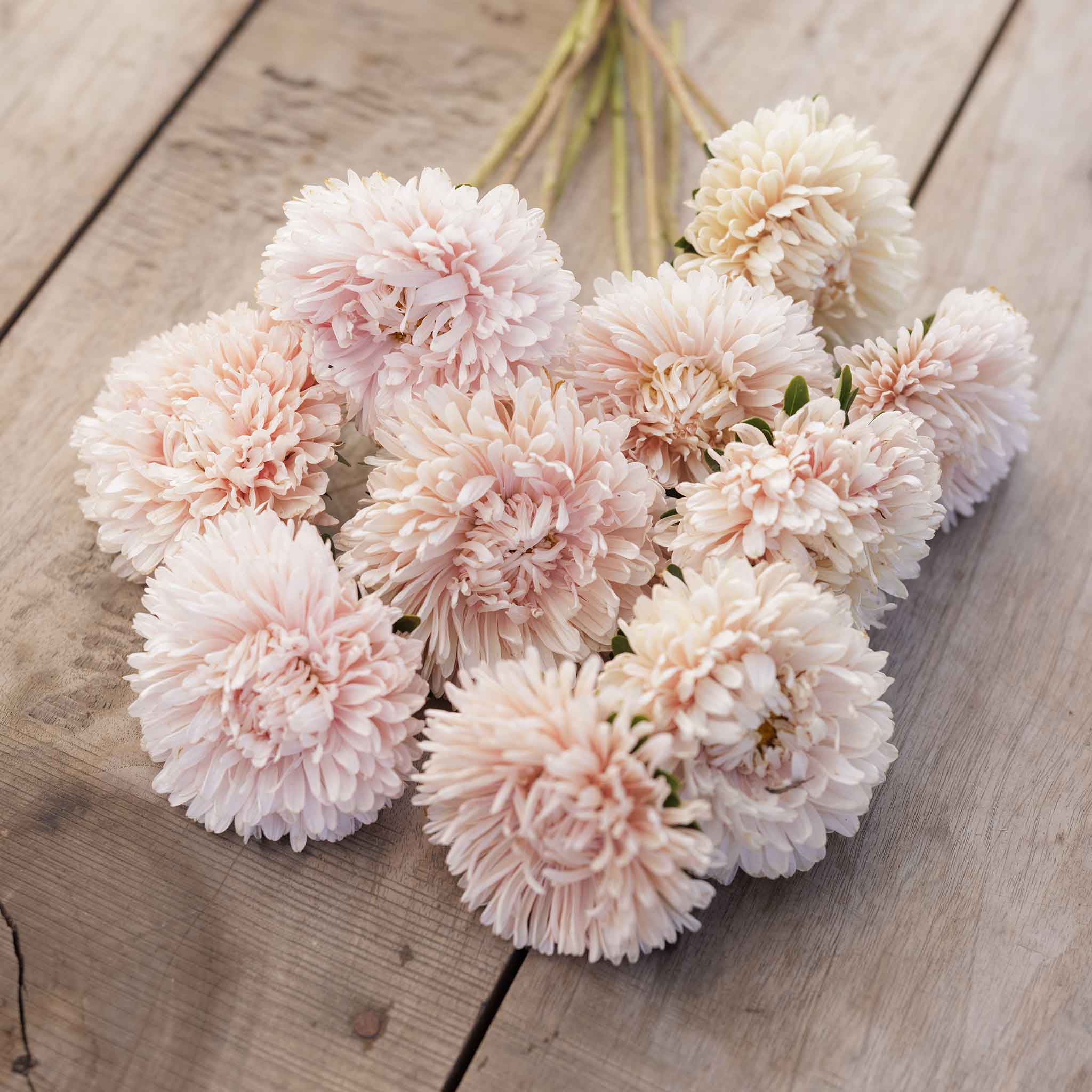 Aster Seeds - Apollinia Chamois | Flower Seeds in Packets & Bulk | Eden ...