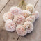 Aster Seeds - Apollinia Chamois | Flower Seeds in Packets & Bulk | Eden ...