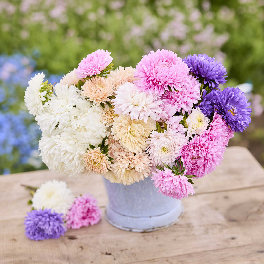 Aster Seeds - King Size Mix | Flower Seeds in Packets & Bulk | Eden ...
