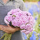 Aster Seeds (Peony Duchess) - Coral Rose | Flower Seeds in Packets ...
