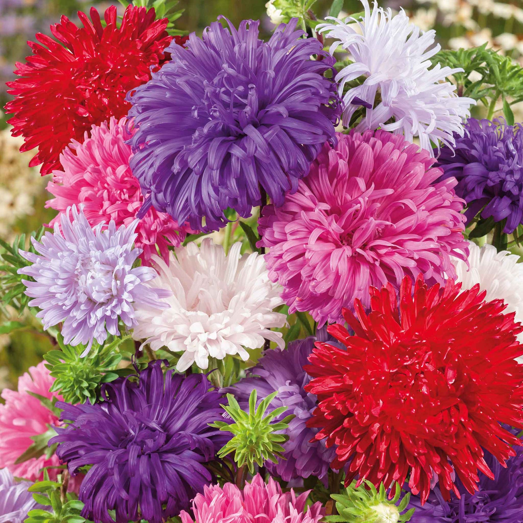 China Aster Seeds - Ostrich Feather Mix | Flower Seeds in Packets ...