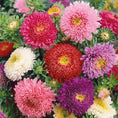 China Aster Seeds - Powderpuff Mix | Flower Seeds in Packets & Bulk ...
