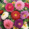 China Aster Seeds - Powderpuff Mix | Flower Seeds in Packets & Bulk ...