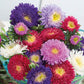 China Aster Seeds - Powderpuff Mix | Flower Seeds in Packets & Bulk ...
