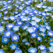 Blue Flower Seeds and Bulbs | Shop 115 Varieties | Eden Brothers