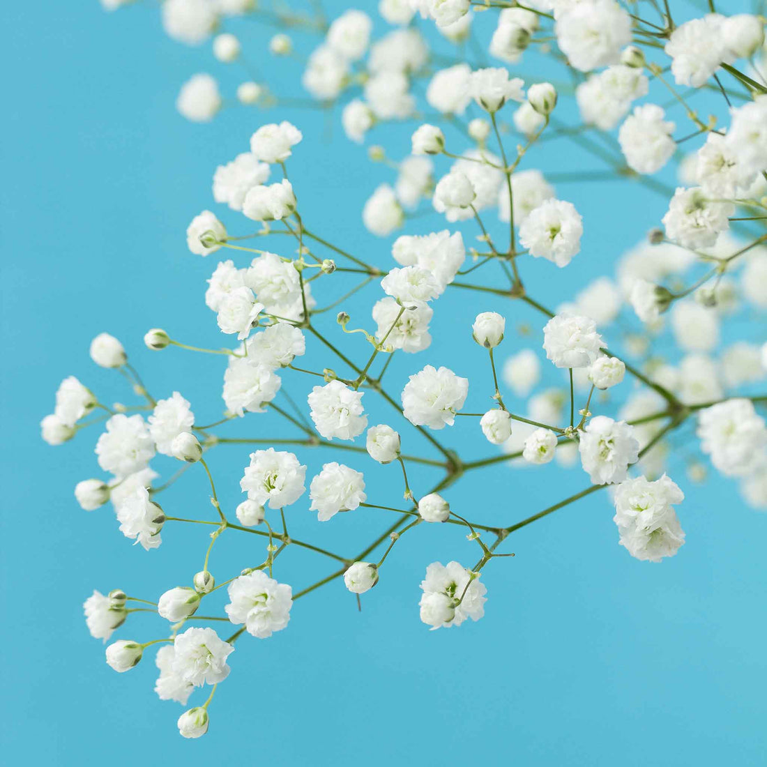 Babys Breath Seeds (Perennial) - Snowflake | Flower Seeds in Packets ...