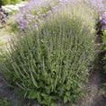 Basil Seeds - Blue Spice | Herb Seeds in Packets & Bulk | Eden Brothers