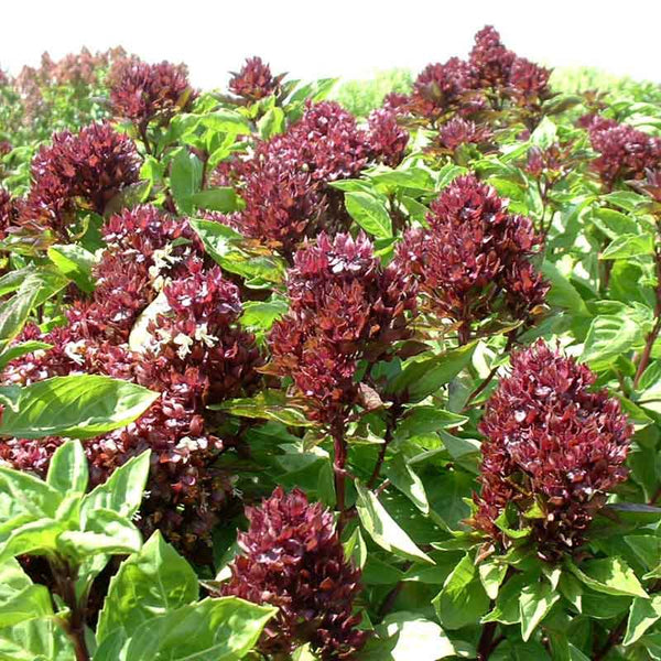 Basil Seeds - Cardinal | Herb Seeds in Packets & Bulk | Eden Brothers