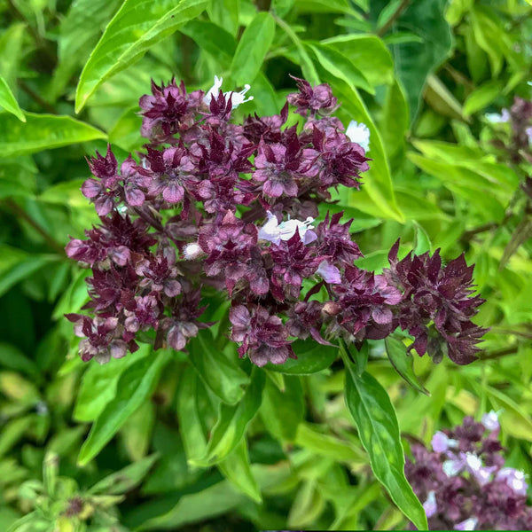 Basil Seeds - Cardinal | Herb Seeds in Packets & Bulk | Eden Brothers