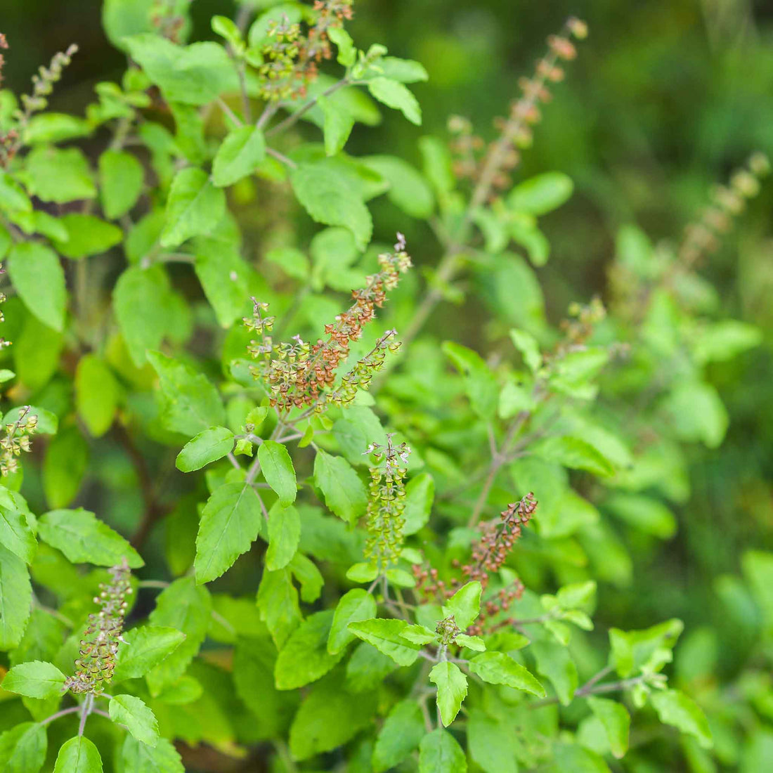 Basil Seeds - Holy | Herb Seeds in Packets & Bulk | Eden Brothers