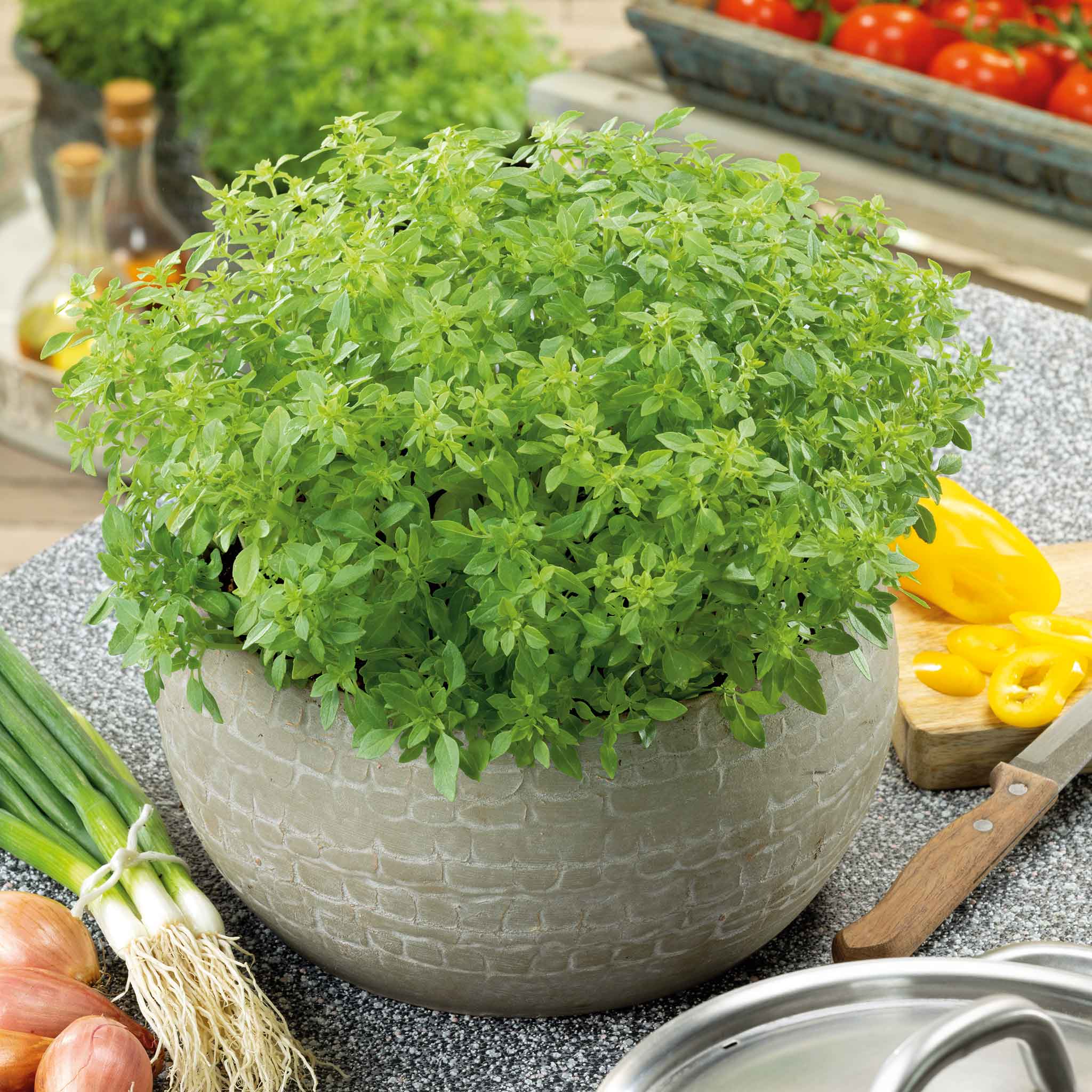 Basil Seeds - Minette Compact Greek | Herb Seeds in Packets & Bulk ...