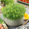Basil Seeds - Minette Compact Greek | Herb Seeds in Packets & Bulk ...