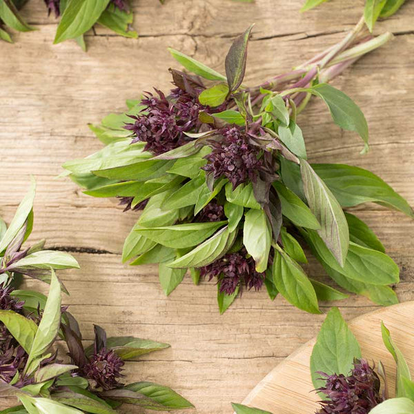 Basil Seeds - Siam Queen | Herb Seeds in Packets & Bulk | Eden Brothers
