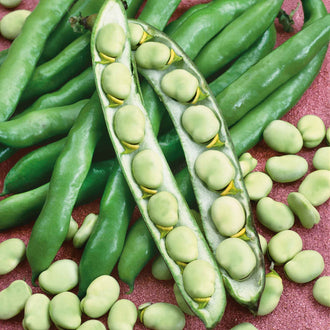 Bean Seeds | Shop 38 Varieties | Eden Brothers