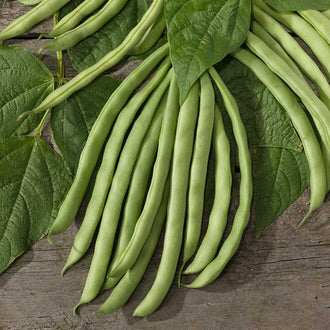 Bean Seeds | Shop 38 Varieties | Eden Brothers