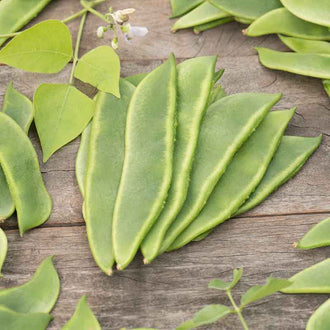 Bean Seeds | Shop 38 Varieties | Eden Brothers