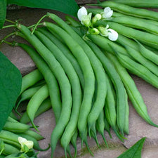 Bean Seeds | Shop 38 Varieties | Eden Brothers