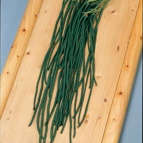 Bean Seeds - Orient Wonder | Vegetable Seeds in Packets & Bulk | Eden ...