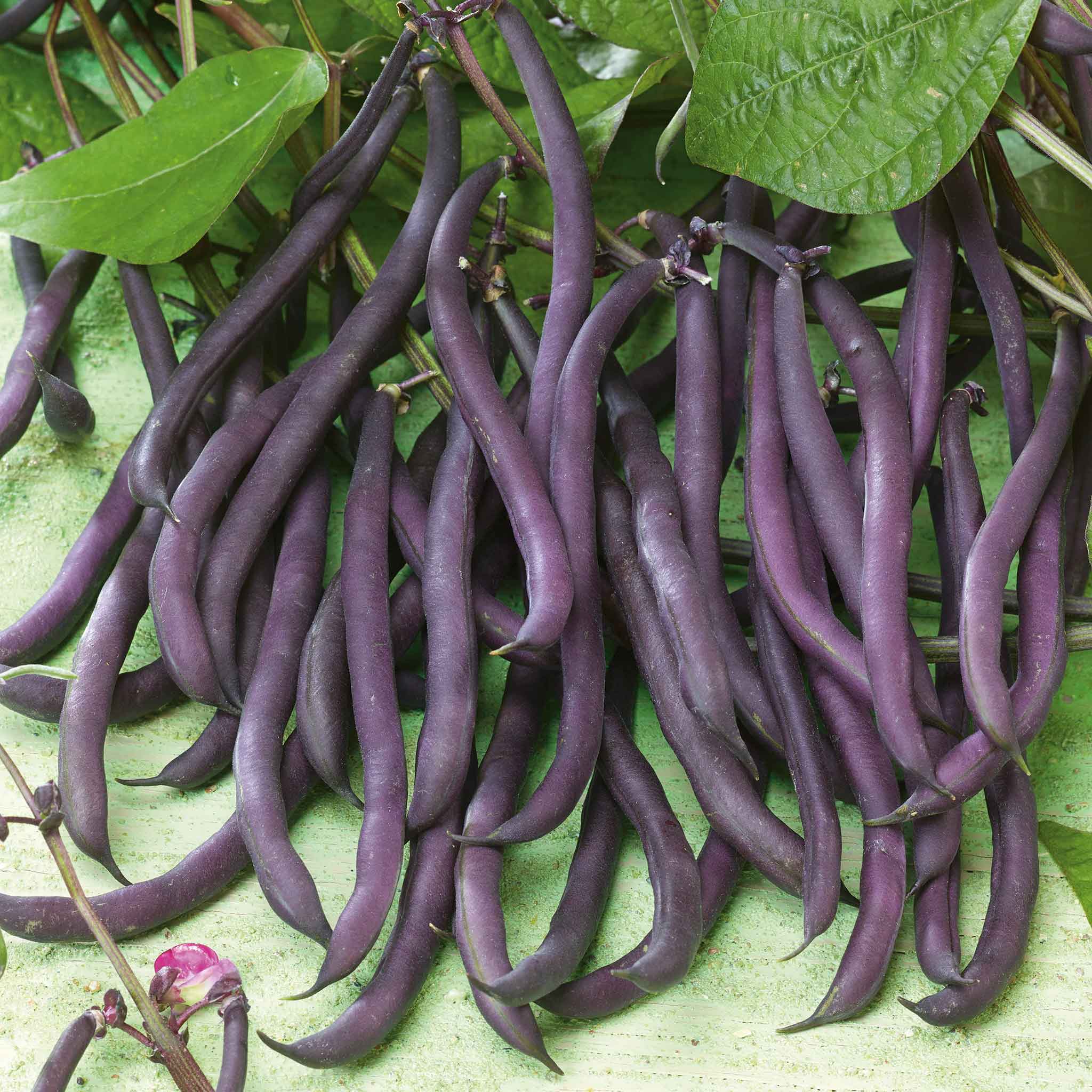 Bean Seeds - Royal Burgundy | Vegetable Seeds in Packets & Bulk | Eden ...