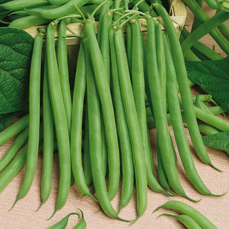 Bean Seeds | Shop 38 Varieties | Eden Brothers