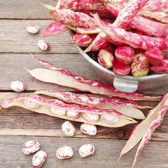Bean Seeds (Heirloom) | Shop 35 Varieties | Eden Brothers