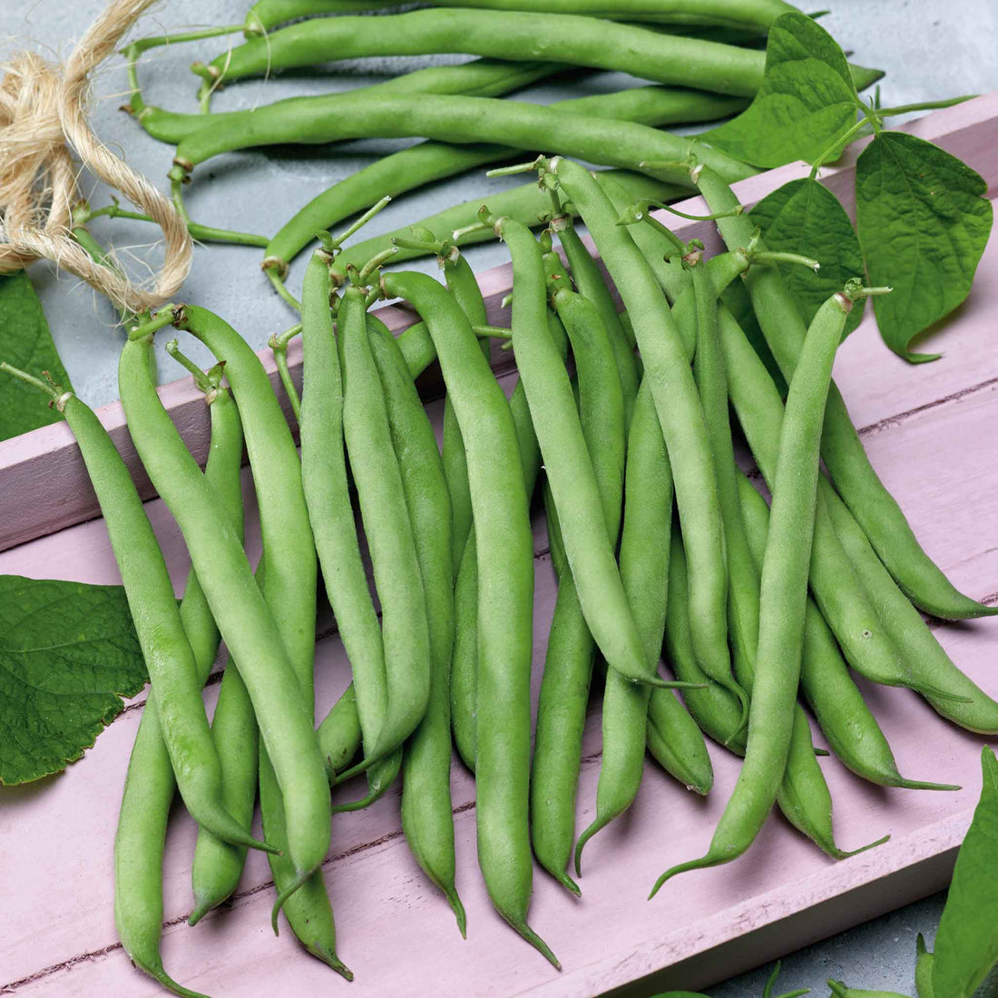 Bean Seeds - Tendergreen | Vegetable Seeds in Packets & Bulk | Eden ...