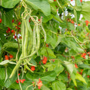 Bean Seeds - Scarlet Emperor | Vegetable Seeds in Packets & Bulk | Eden ...