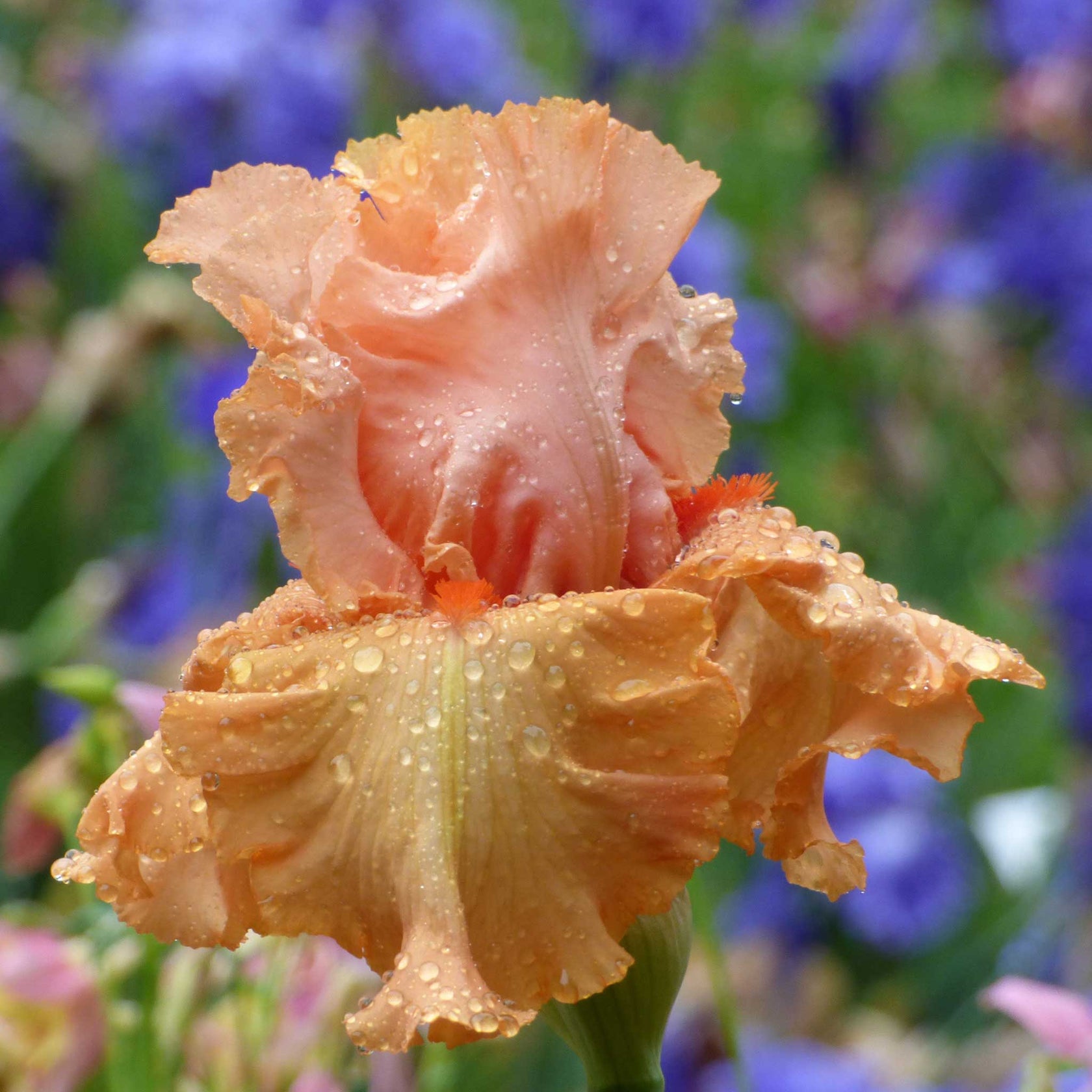 Bearded Iris - Autumn Riesling | Fall Flower Bulbs | Eden Brothers